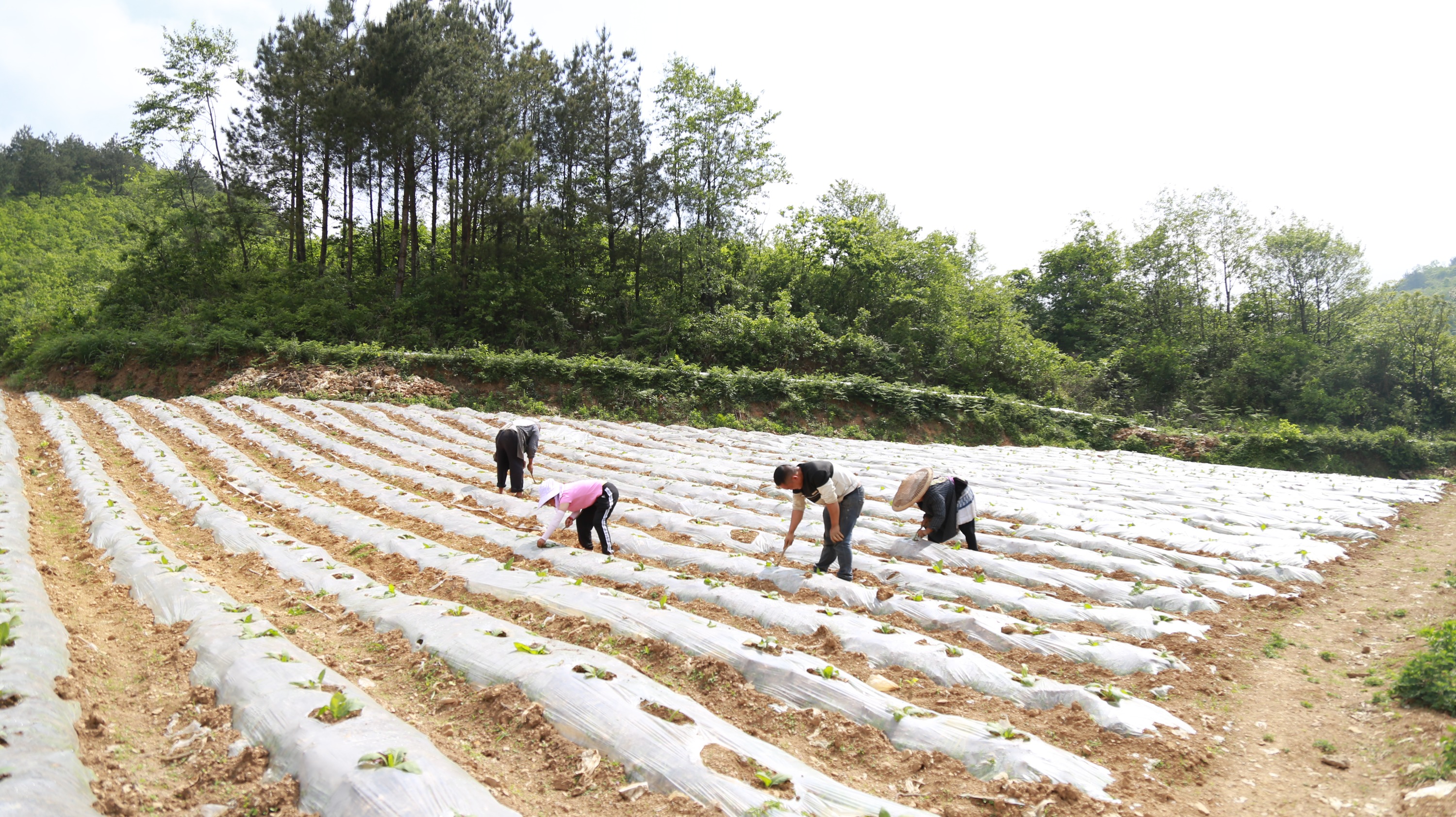 贵定：8000余亩烤烟全面进入田管阶段